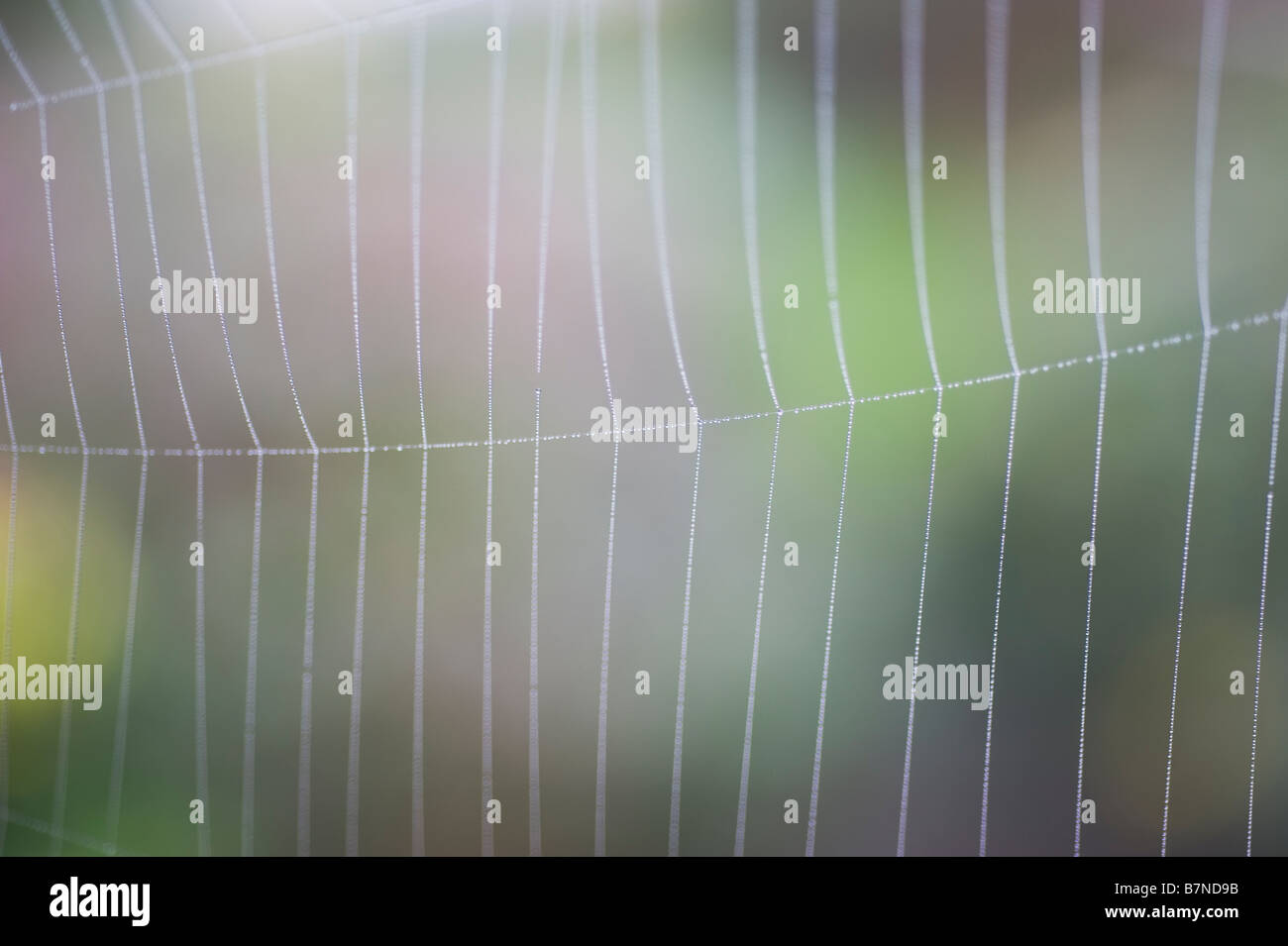 Dew covered cobweb hi-res stock photography and images - Alamy