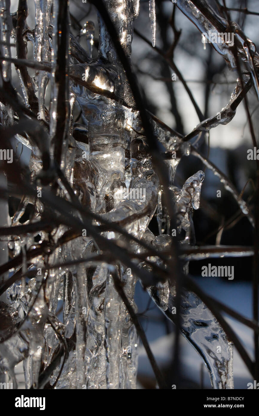 Frozen branch on tree Stock Photo - Alamy