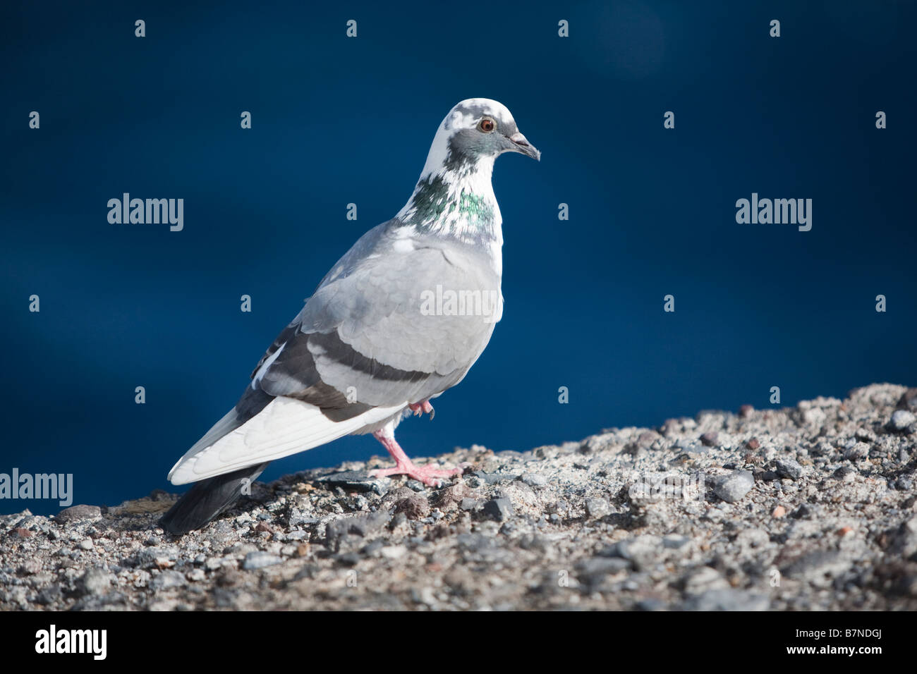 A pretty dove sitting on a jetty Stock Photo - Alamy