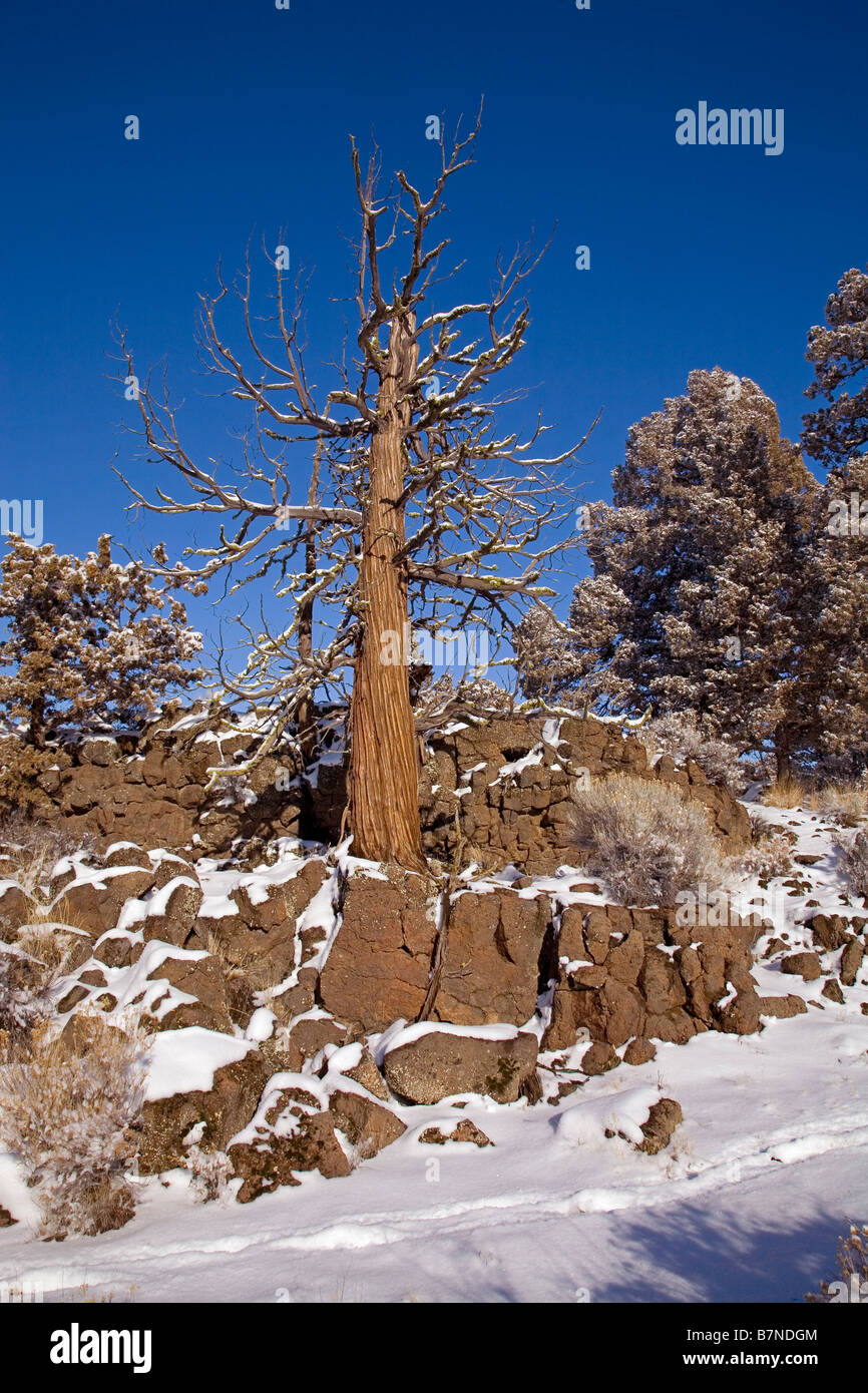 Juniper Trees High Resolution Stock Photography and Images - Alamy