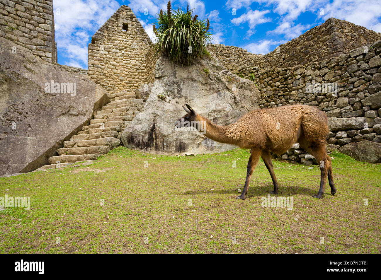 Llama in Machu Picchu Stock Photo - Alamy