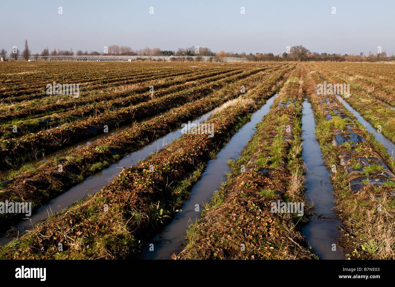Waterlogged furrows in a field Stock Photo - Alamy
