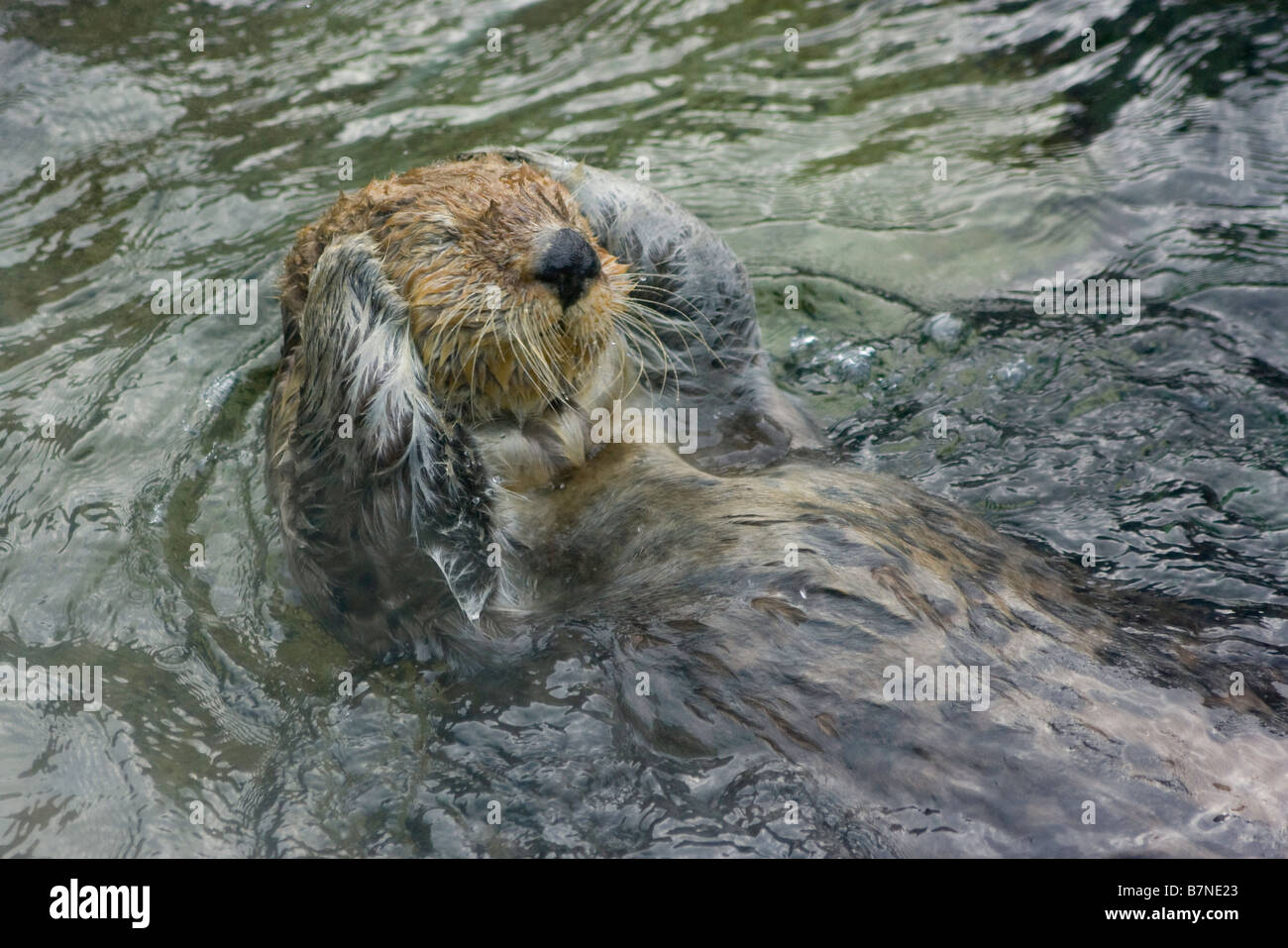 Sea Otter grooming Stock Photo - Alamy