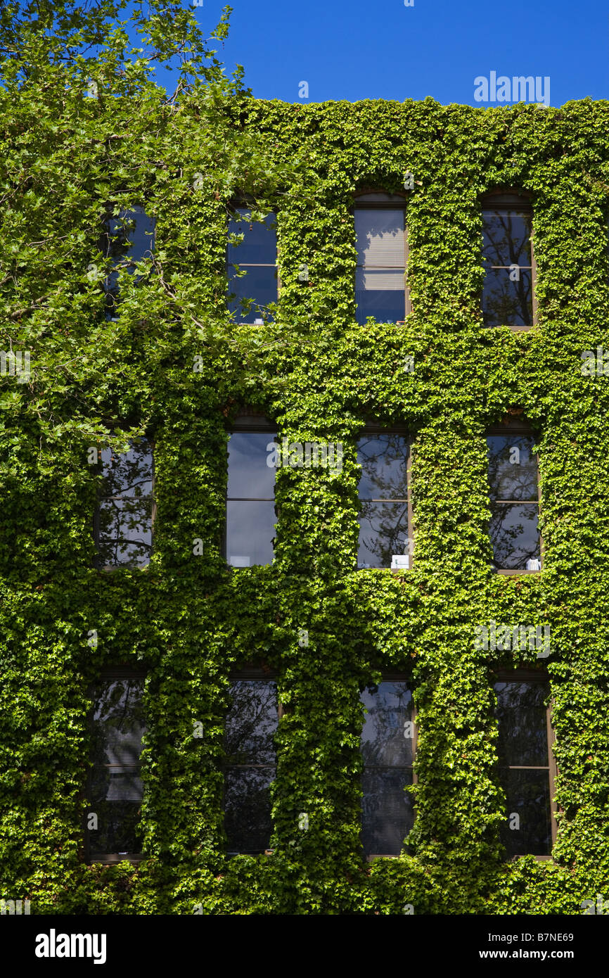 Ivy covered building in Pioneer Square Seattle Washington State USA ...
