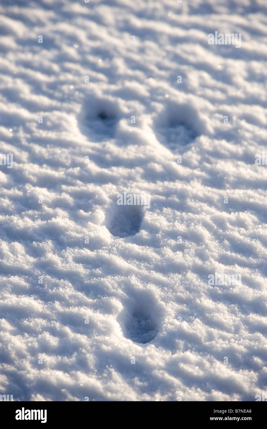 Rabbit footprint hi-res stock photography and images - Alamy