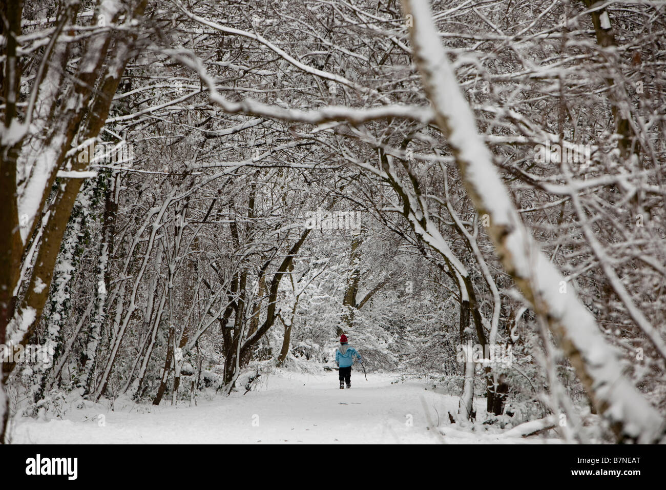 Snow covers trees on a pedestrian path in north London Stock Photo - Alamy