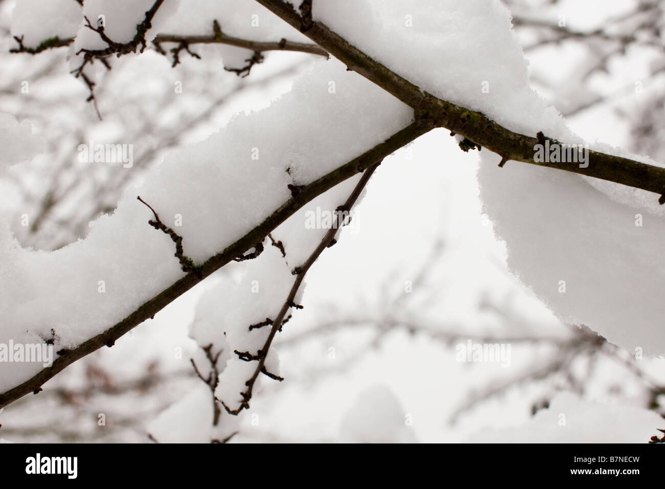 Snow covers trees on a pedestrian path in north London Stock Photo - Alamy