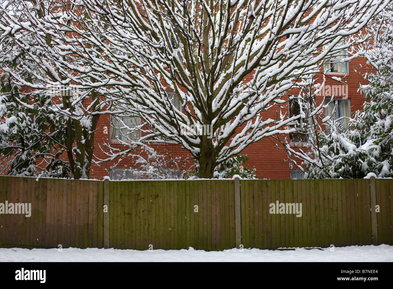 Snow covers trees on a pedestrian path in north London Stock Photo - Alamy