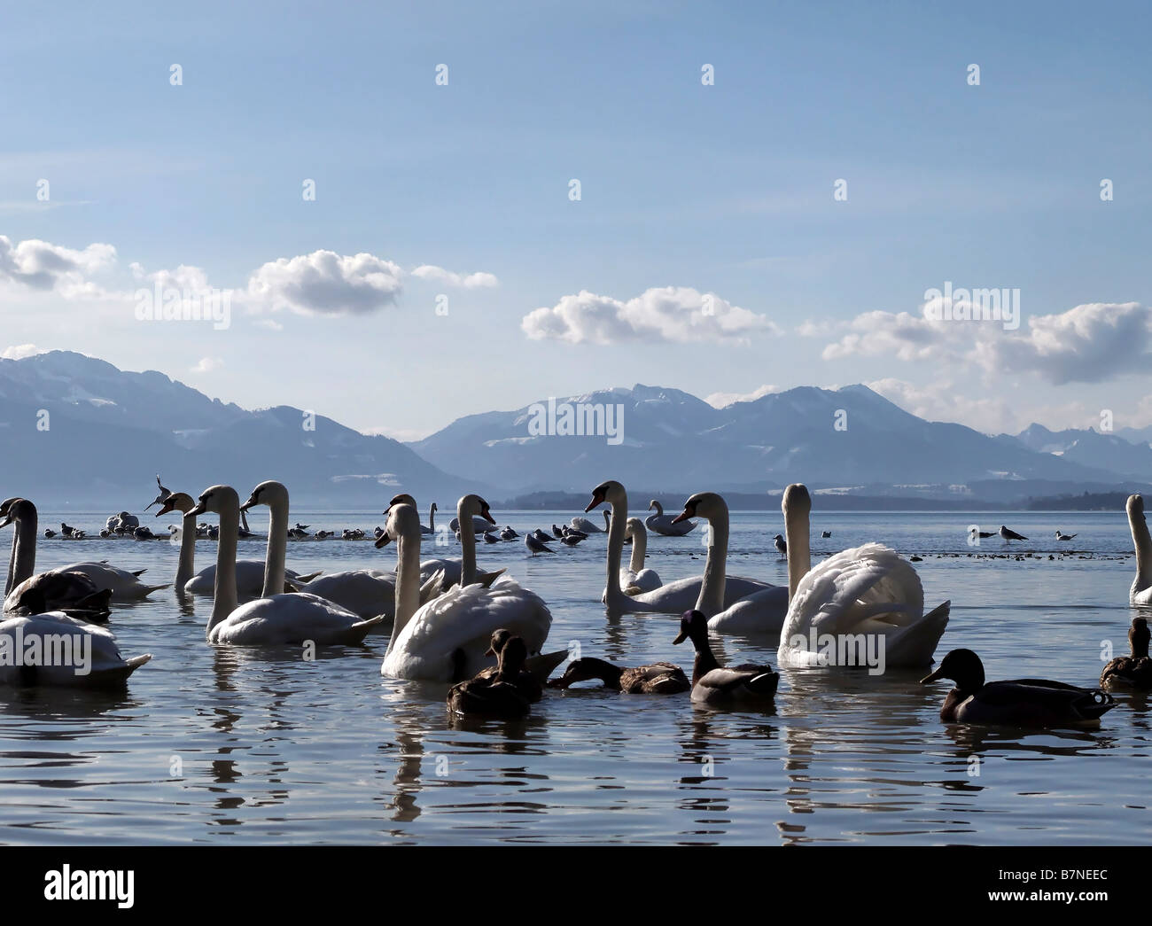 White Swans and Birdlife on the Chiemsee Bavaria Germany Stock Photo ...