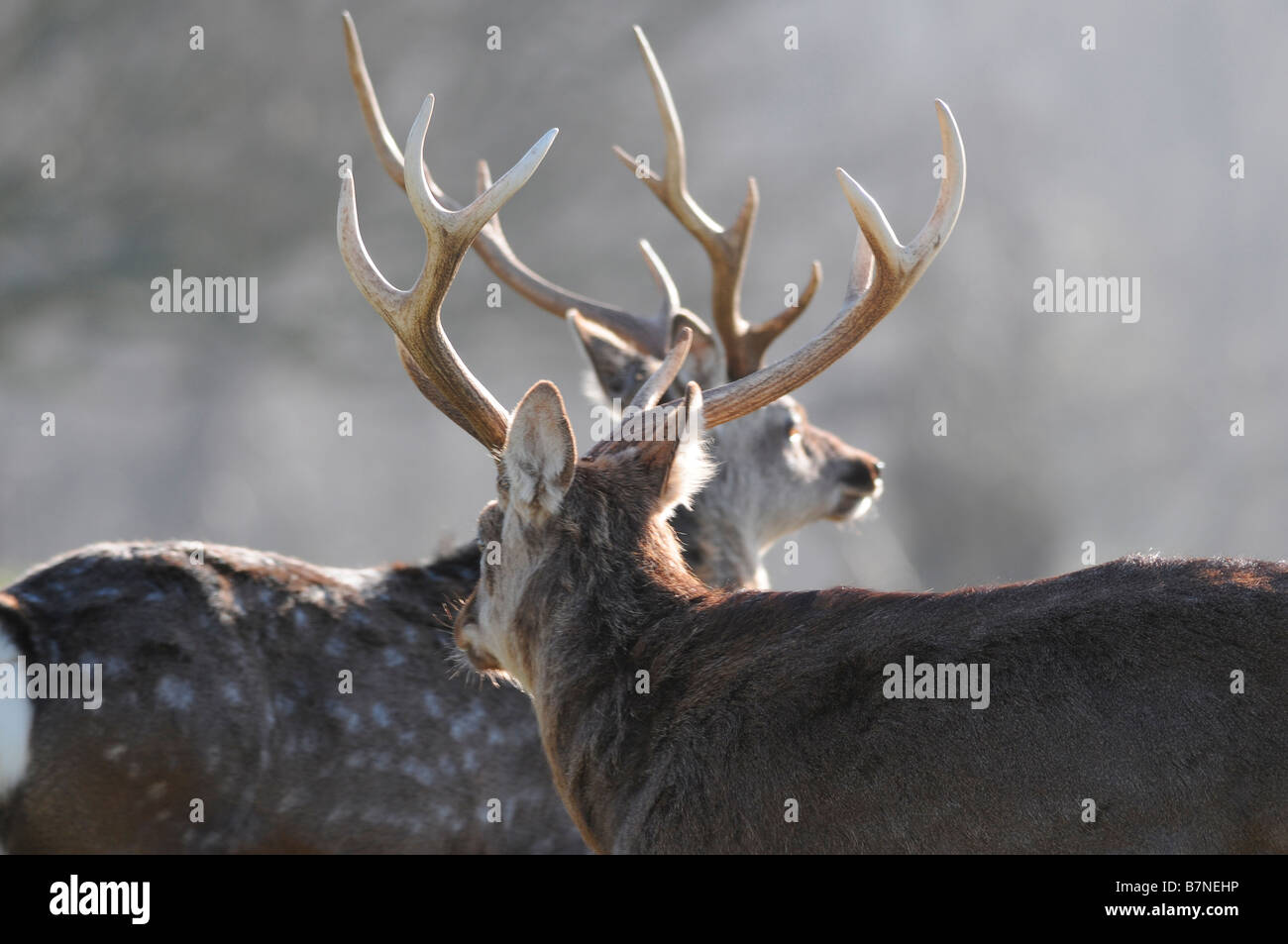 Stag studley hi-res stock photography and images - Alamy