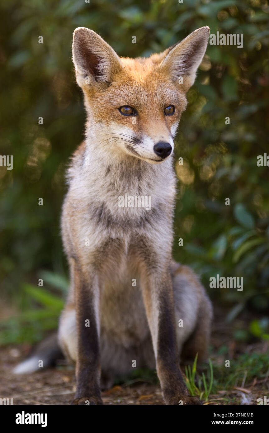 Young red fox (vulpes vulpes) in London Stock Photo - Alamy