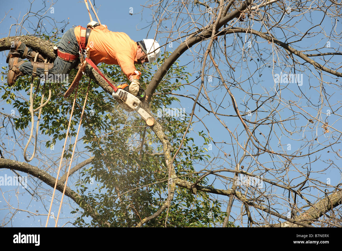 Lumberjacks chopping down a tree Stock Photo - Alamy