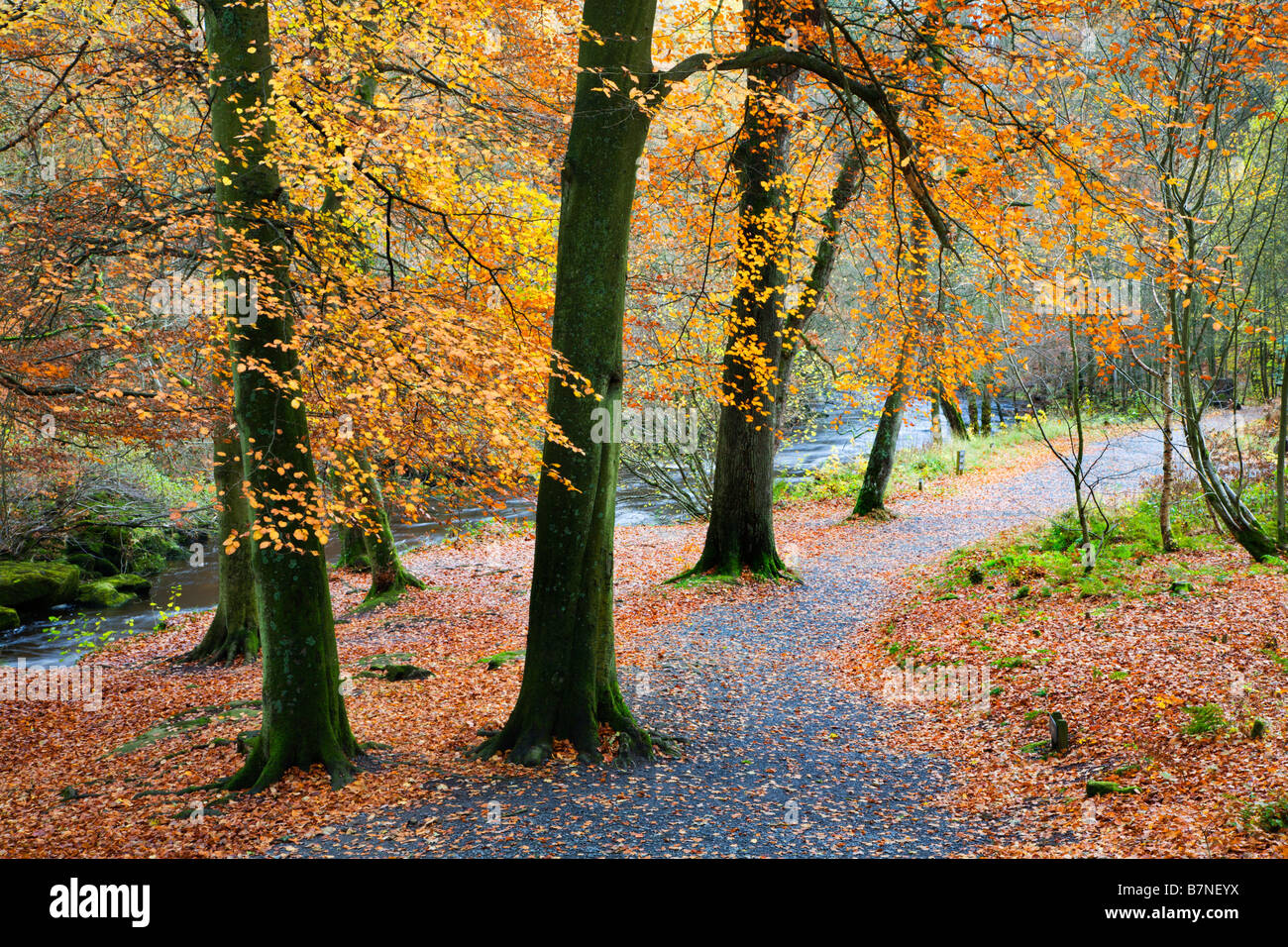 Path by the River Wharfe Strid Wood Wharfedale Yorkshire England Stock ...