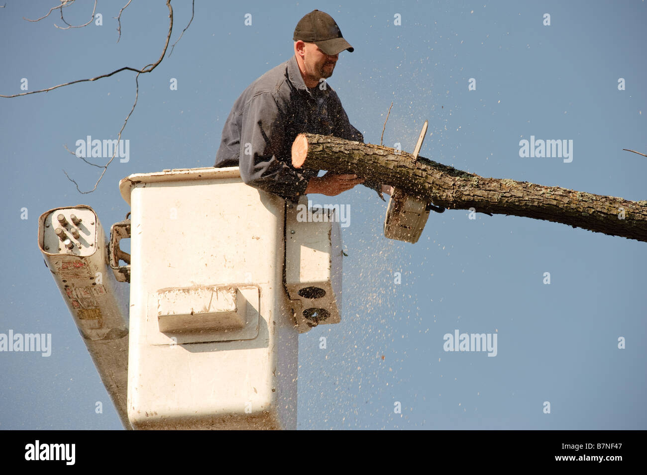 Lumberjacks chopping down tree hi-res stock photography and images - Alamy
