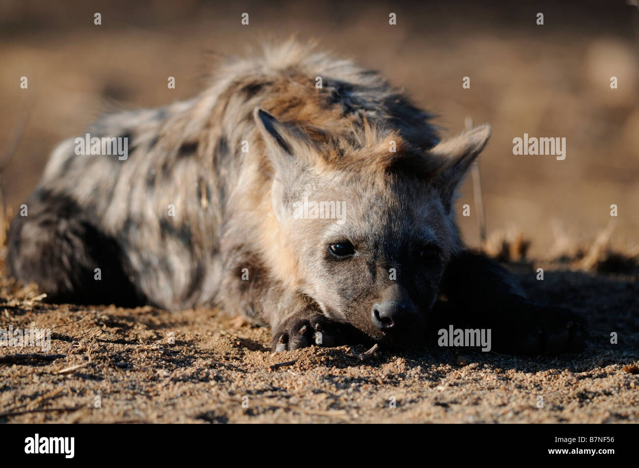 Young Spotted Hyena Stock Photo - Alamy