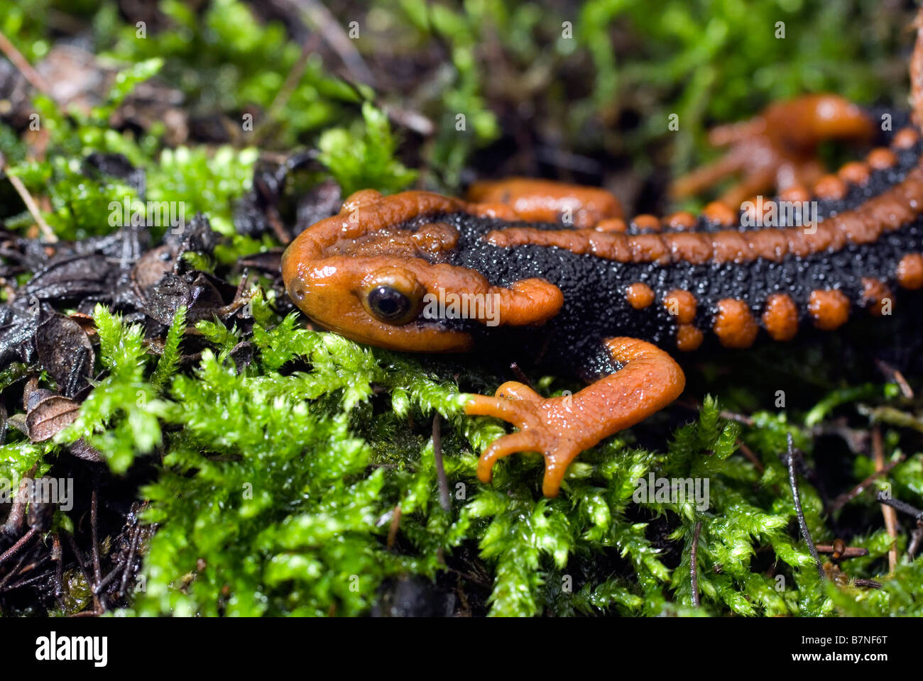 Crocodile Newt ( Tylototriton shanjing ) in Sichuan Province, China ...