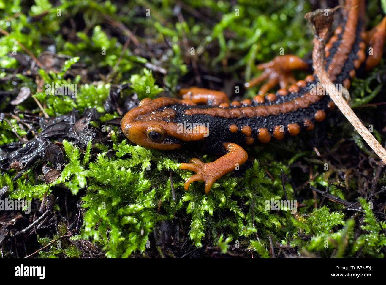 Crocodile Newt ( Tylototriton shanjing ) in Sichuan Province, China ...