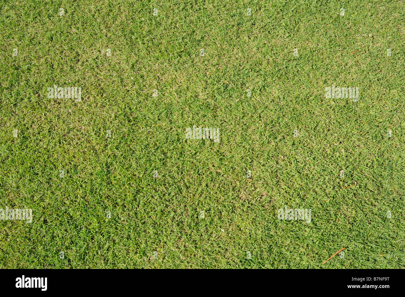 Green lawn, great for background and texture Stock Photo - Alamy