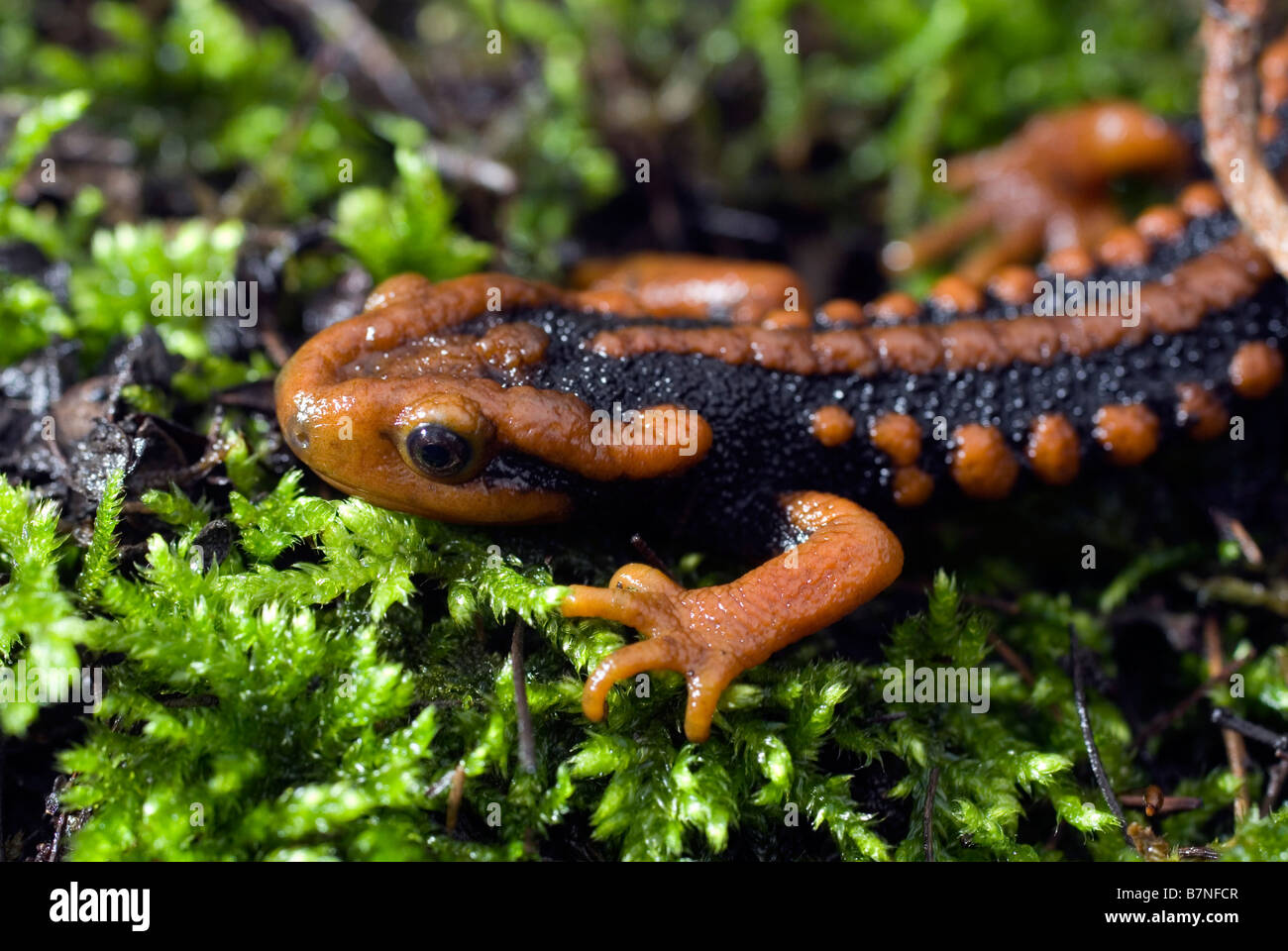 Crocodile Newt ( Tylototriton shanjing ) in Sichuan Province, China ...