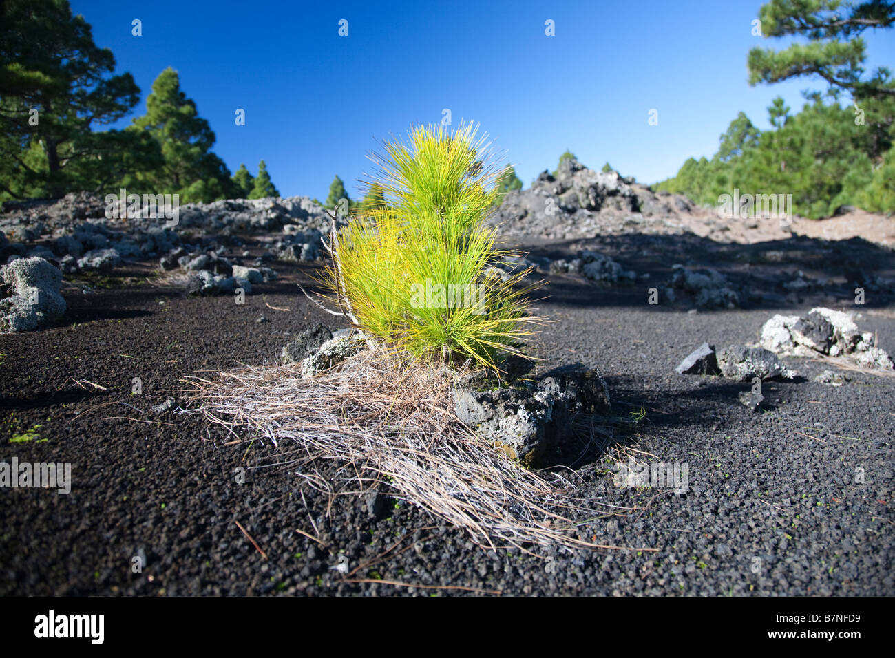 A very young pine tree on volcanic earth, La Palma, Canary Islands ...