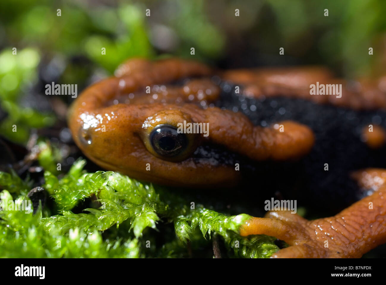 Emperor newt hi-res stock photography and images - Alamy