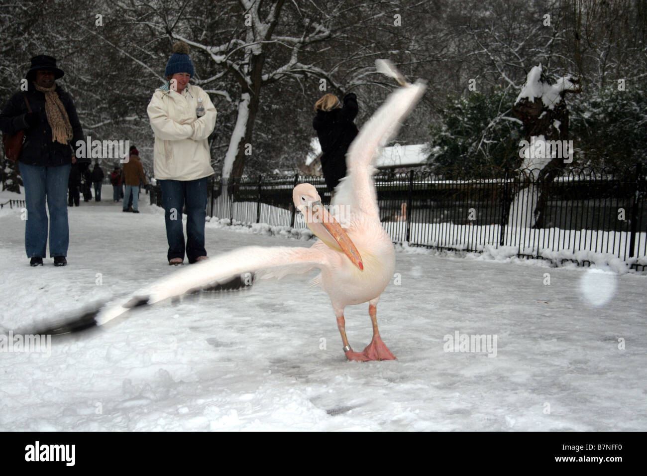 Watching snowfall hi-res stock photography and images - Alamy
