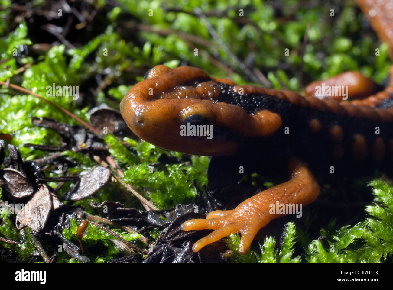 Crocodile Newt ( Tylototriton shanjing ) in Sichuan Province, China ...
