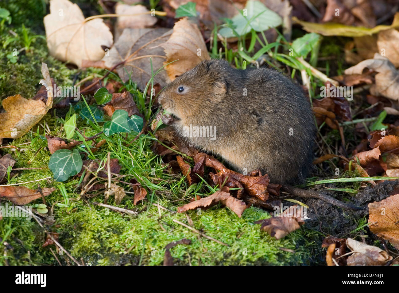 A Water Vole Arvicola amphibius Stock Photo - Alamy