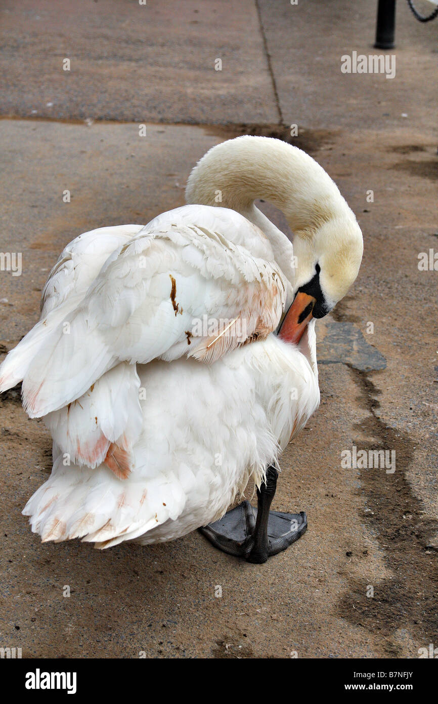 Tame swan hi-res stock photography and images - Alamy