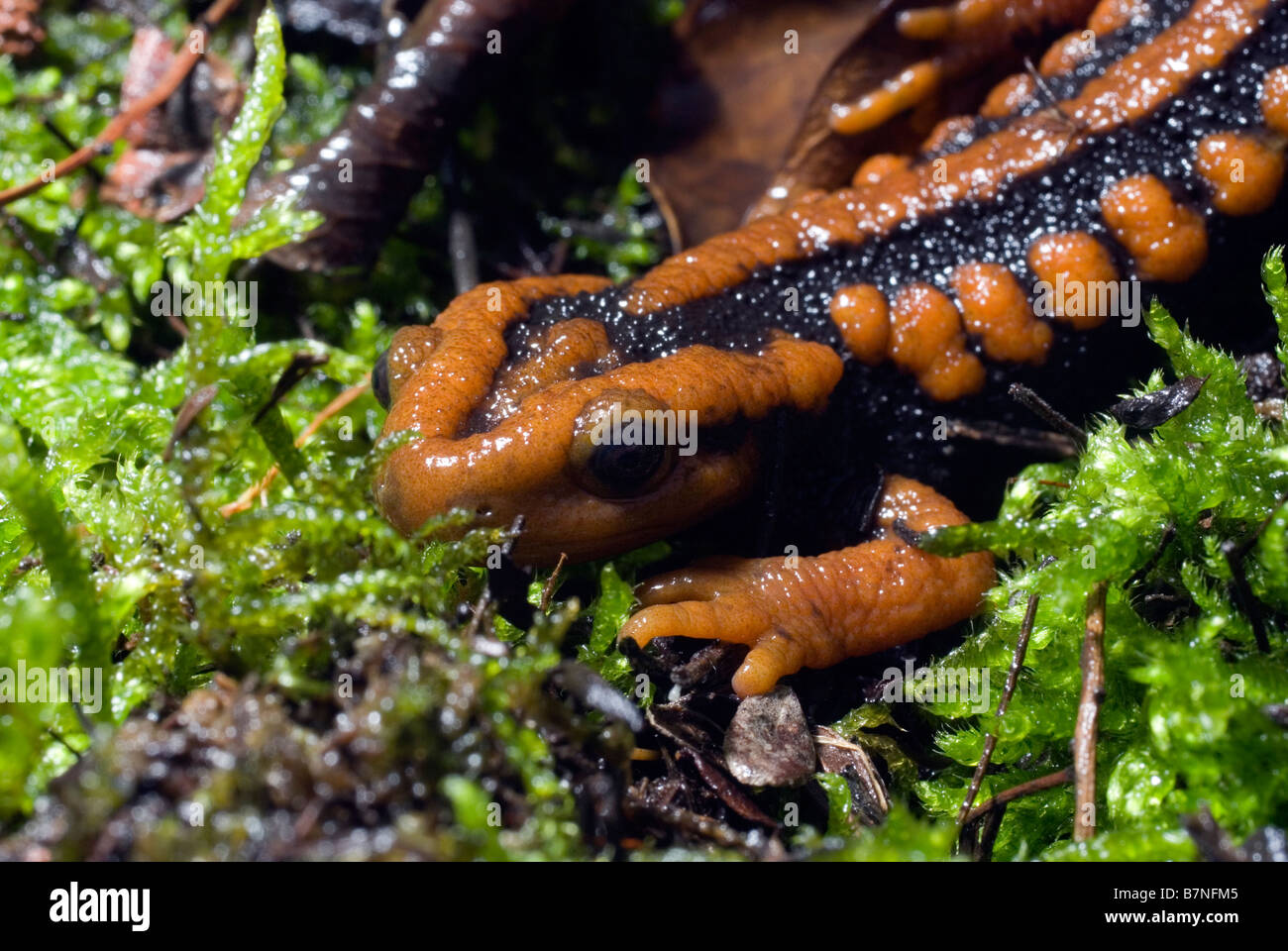 Emperor newt hi-res stock photography and images - Alamy