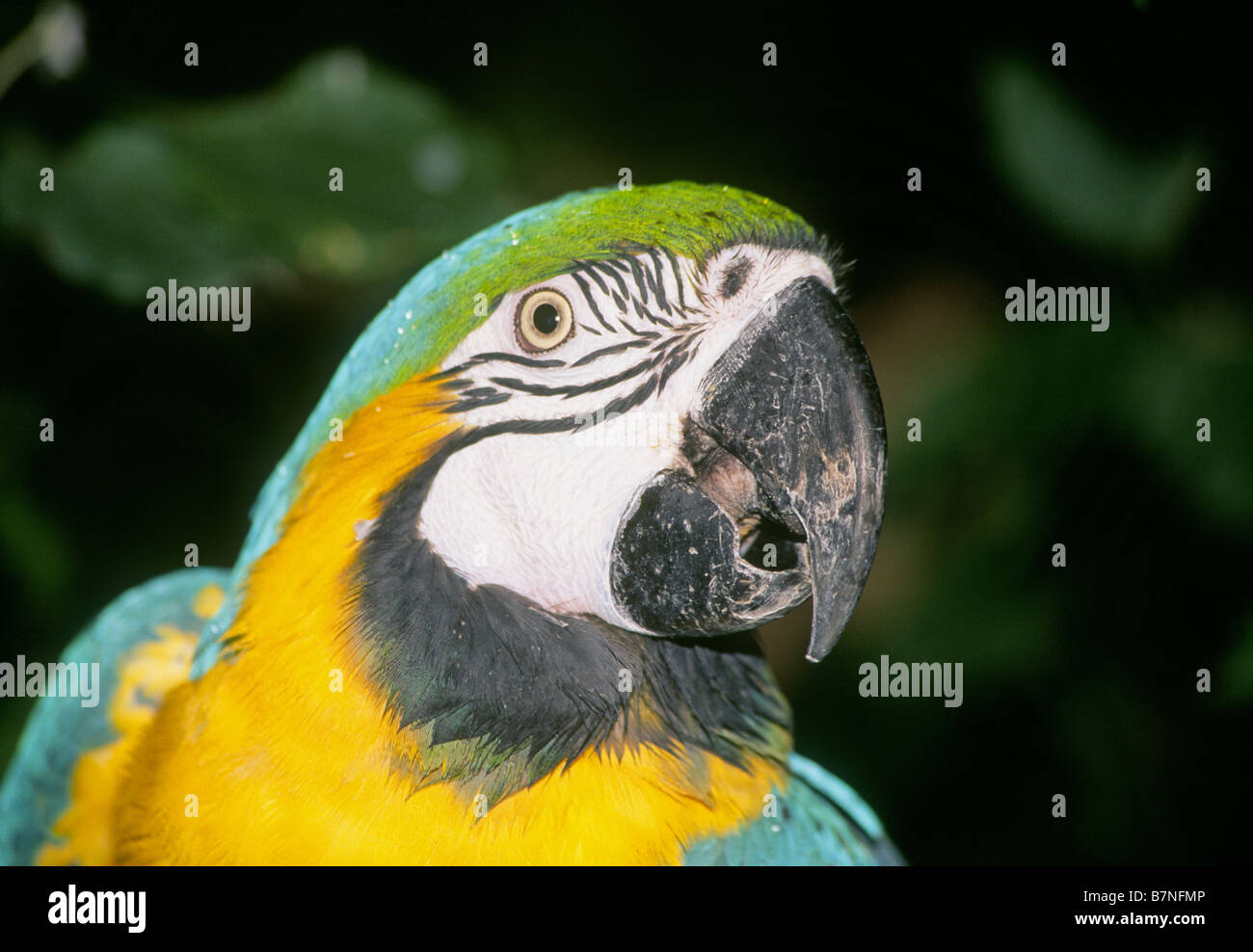 Gold canopy hi-res stock photography and images - Alamy