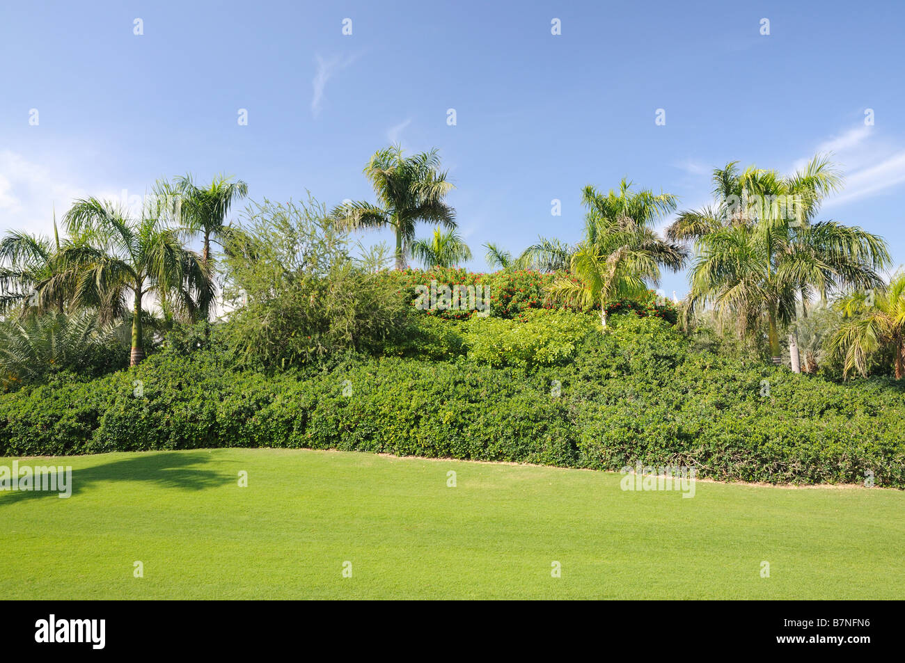 Palm Trees in Jumeirah, Dubai, United Arab Emirates Stock Photo - Alamy