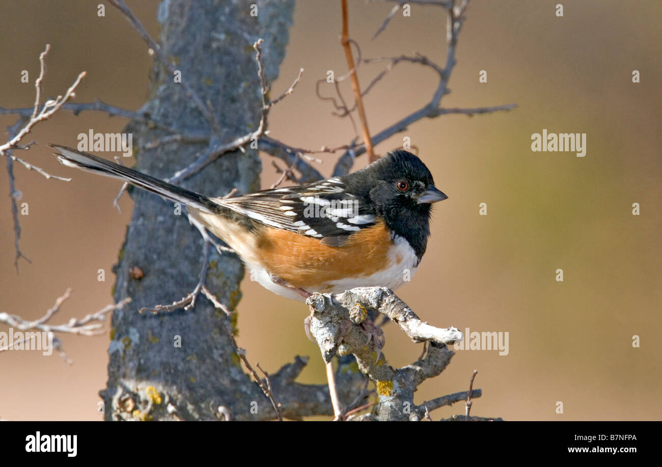 Towhee dead hi-res stock photography and images - Alamy