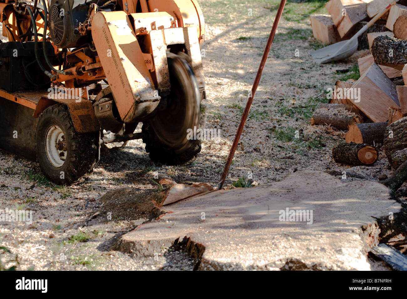 Stump grinder used to remove stumps after tree removal Stock Photo - Alamy