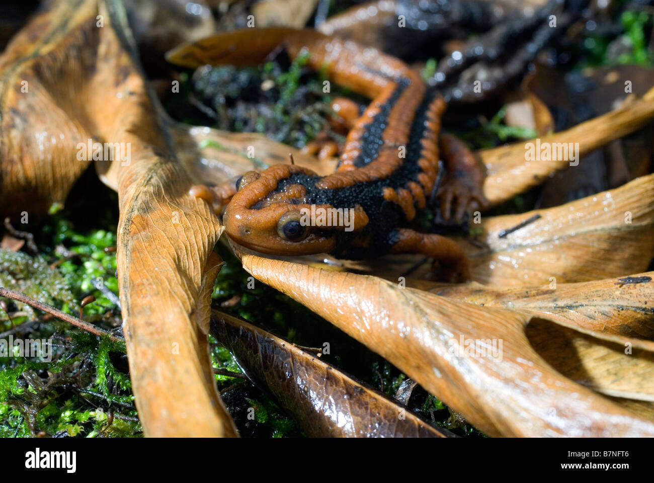 Emperor newt hi-res stock photography and images - Alamy