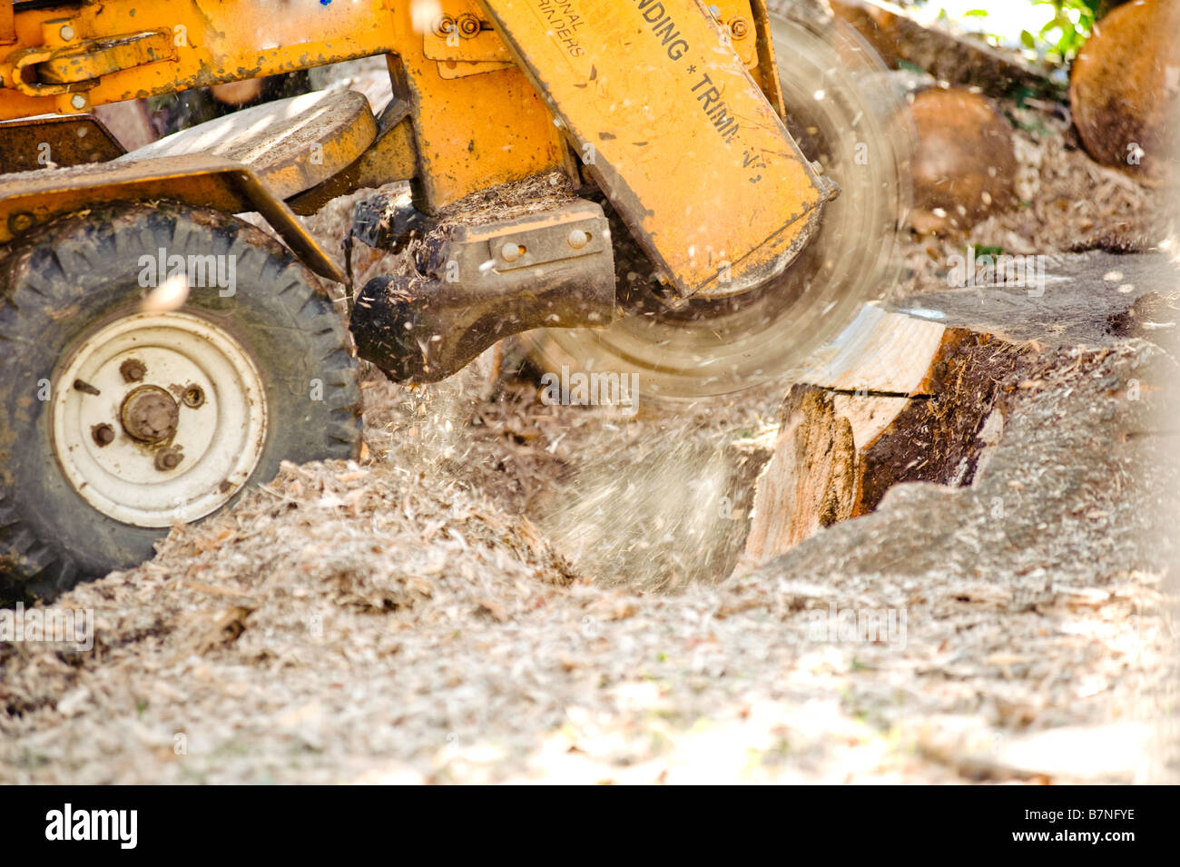 Remove tree stump hi-res stock photography and images - Alamy