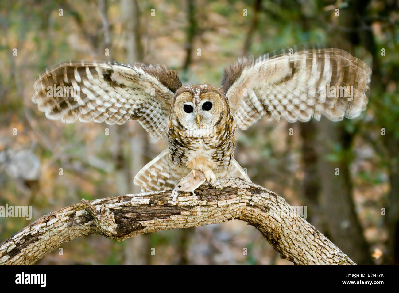 Owl moths hi-res stock photography and images - Alamy