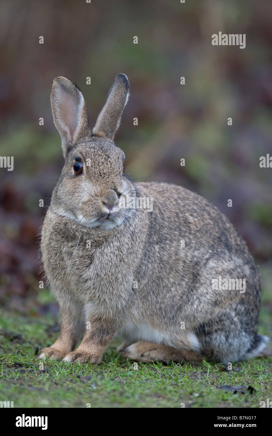 Oryctolagus cuniculus hi-res stock photography and images - Alamy
