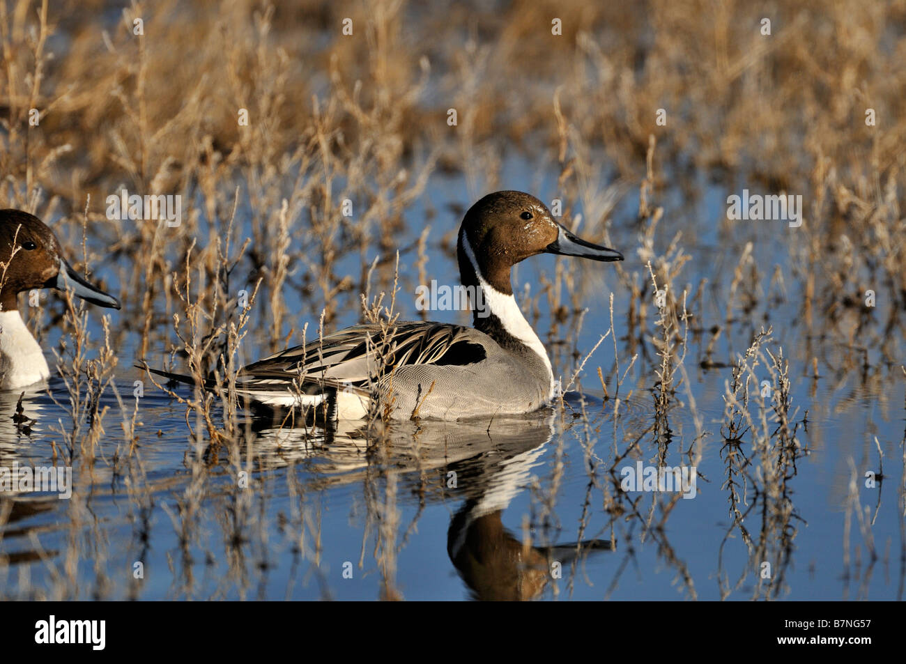 Northern pintail migration hi-res stock photography and images - Alamy