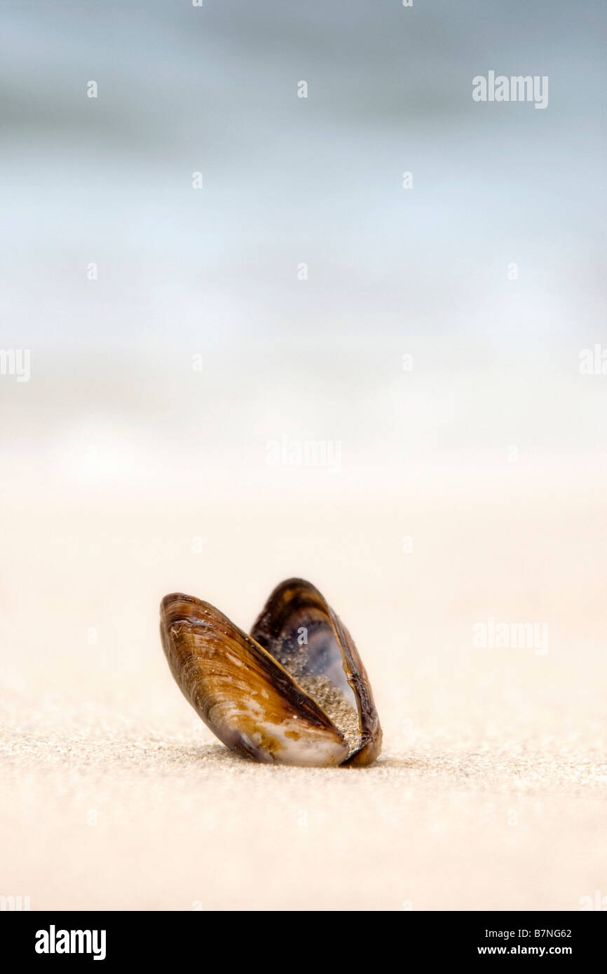 Opening shell hi-res stock photography and images - Alamy