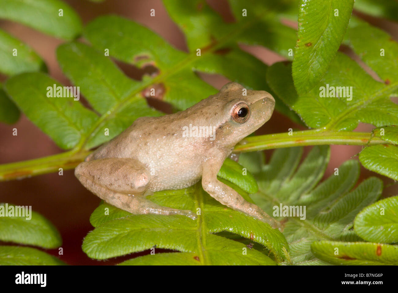 Spring Peeper Pseudacris crucifer Tamarack Aitkin County Minnesota ...