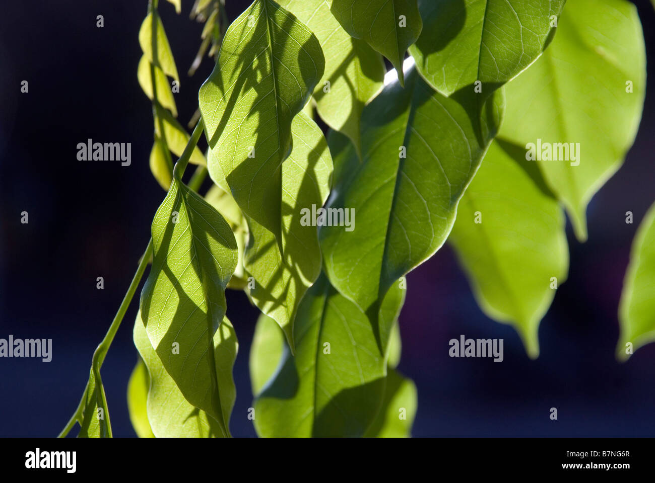 Leaves backlit hi-res stock photography and images - Alamy