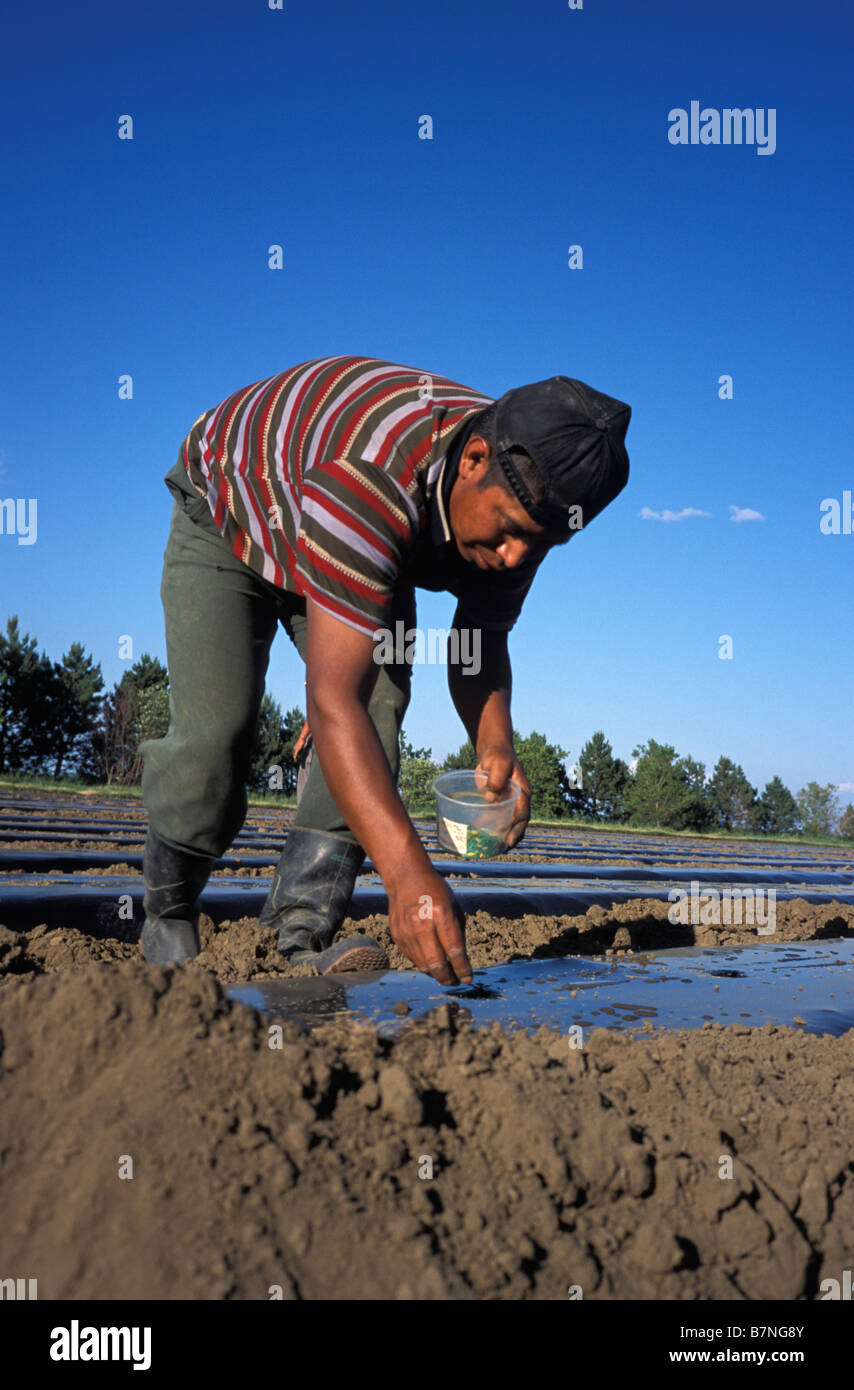 Migrant farm workers canada hi-res stock photography and images - Alamy