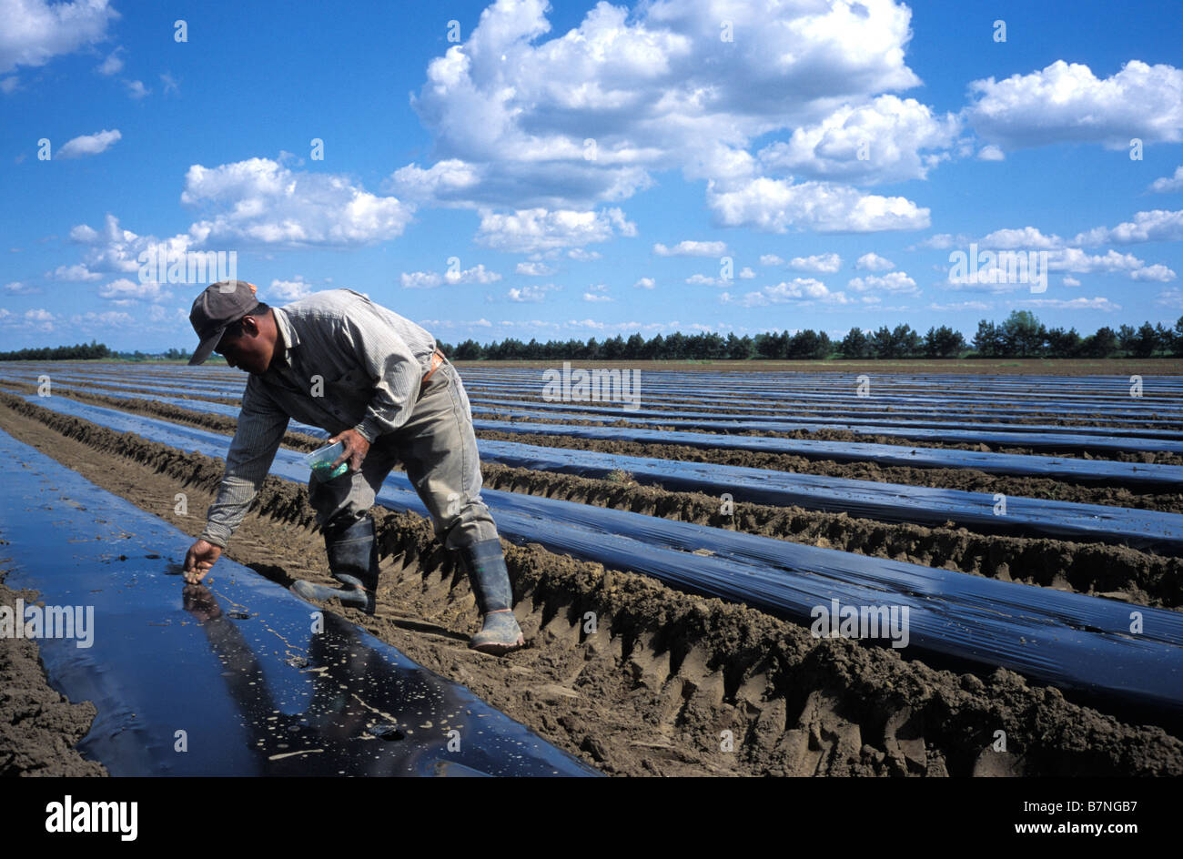 Foreign farm workers hi-res stock photography and images - Alamy