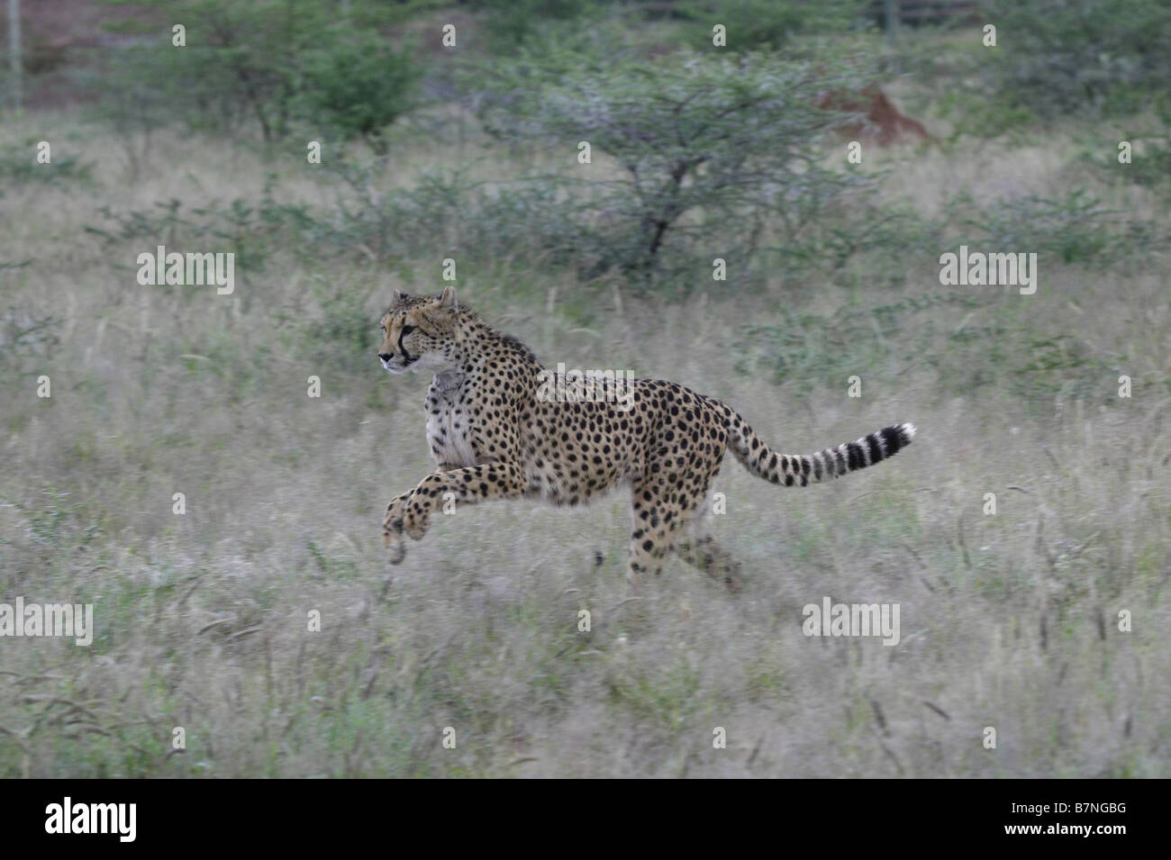 Chetah running hi-res stock photography and images - Alamy