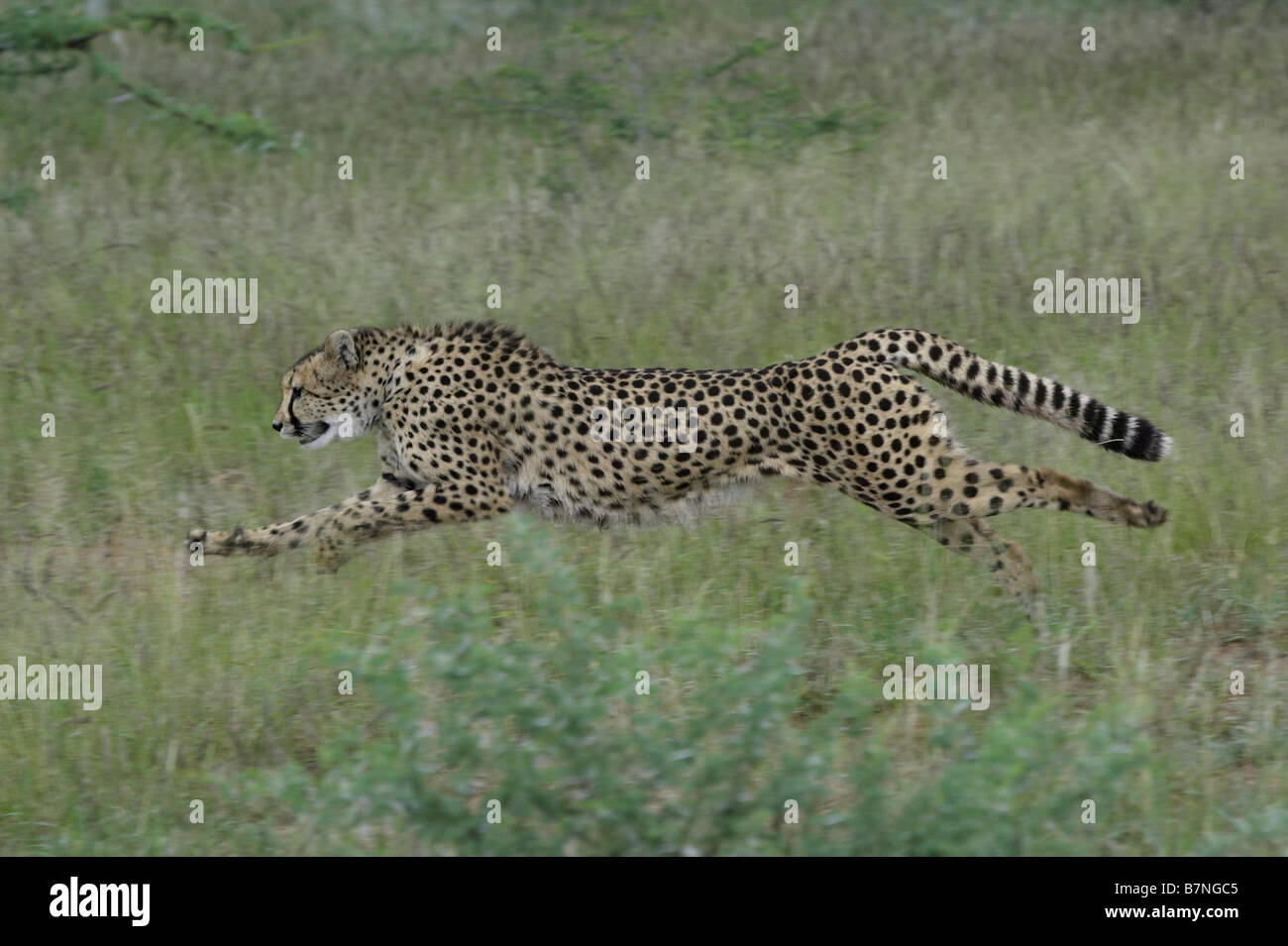 Chetah running hi-res stock photography and images - Alamy