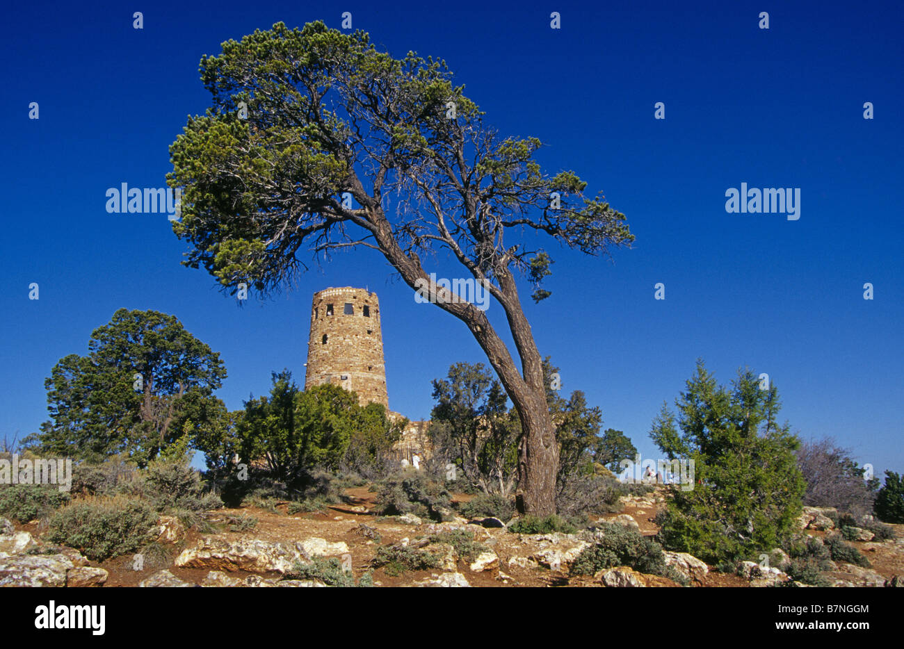 A pinon tree frames the old stone tower at Desert View on the South Rim ...
