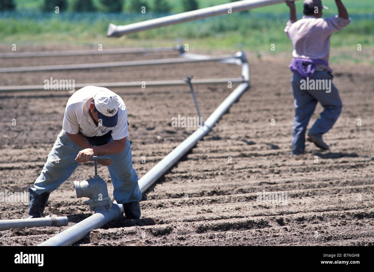 Farm workers moving irrigation pipes hi-res stock photography and ...