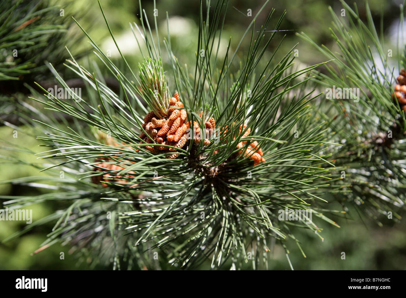 Coulter Pine or Big Cone Pine Flowers, Pinus coulteri, Pinaceae Stock ...