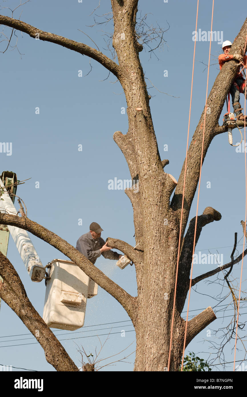 Lumberjacks chopping down tree hi-res stock photography and images - Alamy